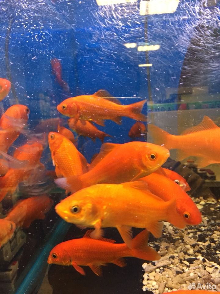 Карась красный для пруда