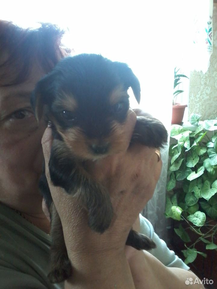 Продам щенков йориков