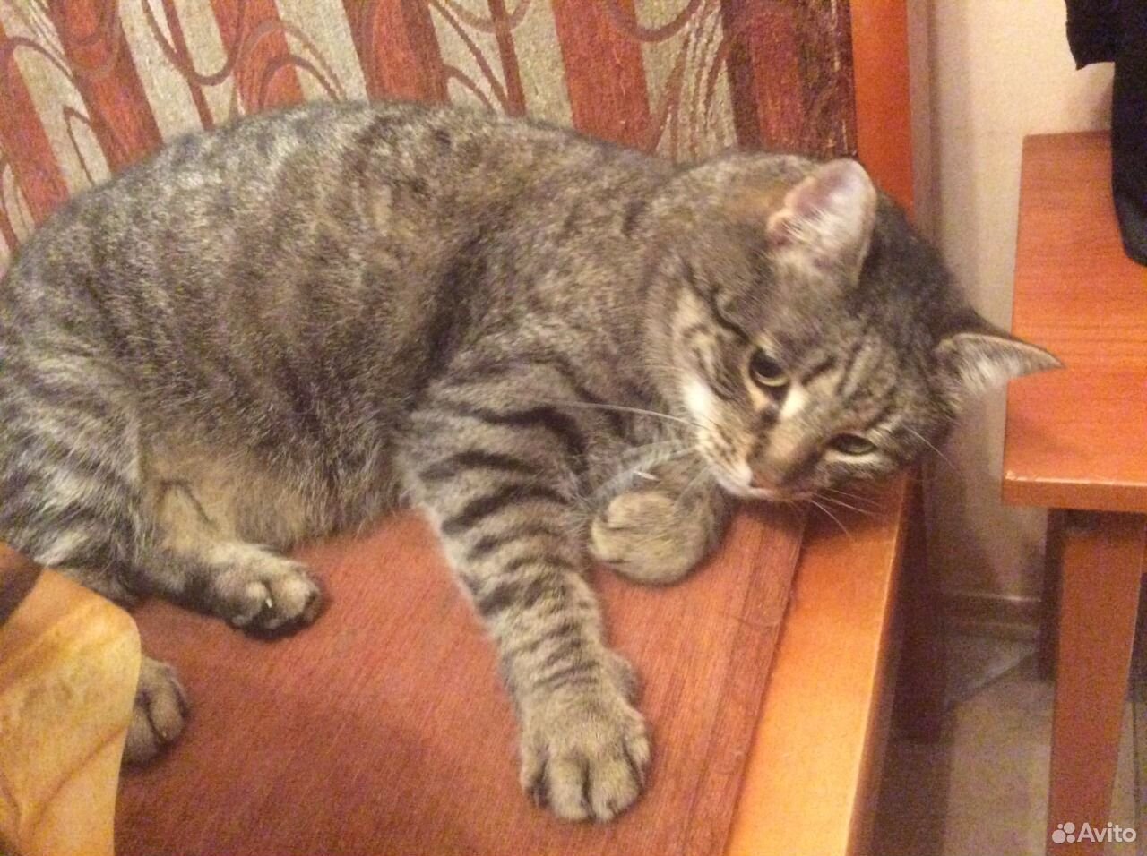 Кот без хлопот