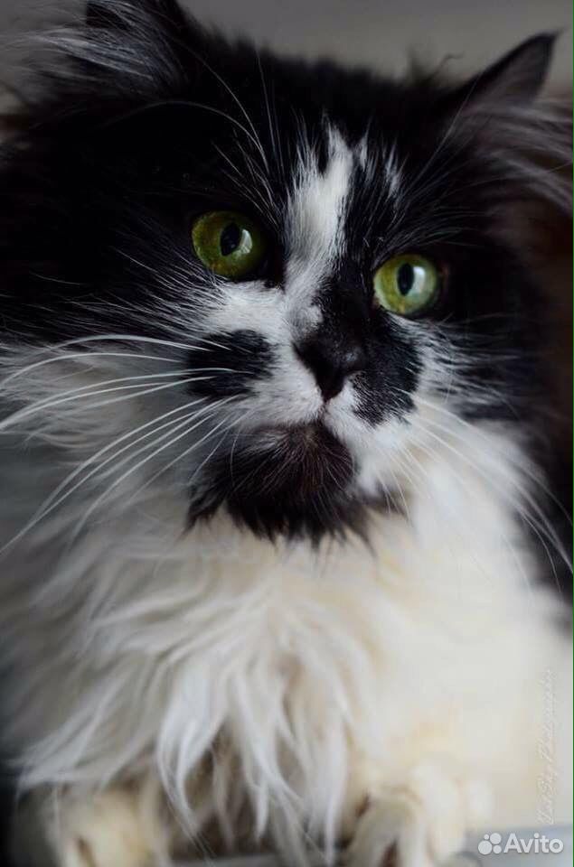 Тихая кошка ждет свой дом