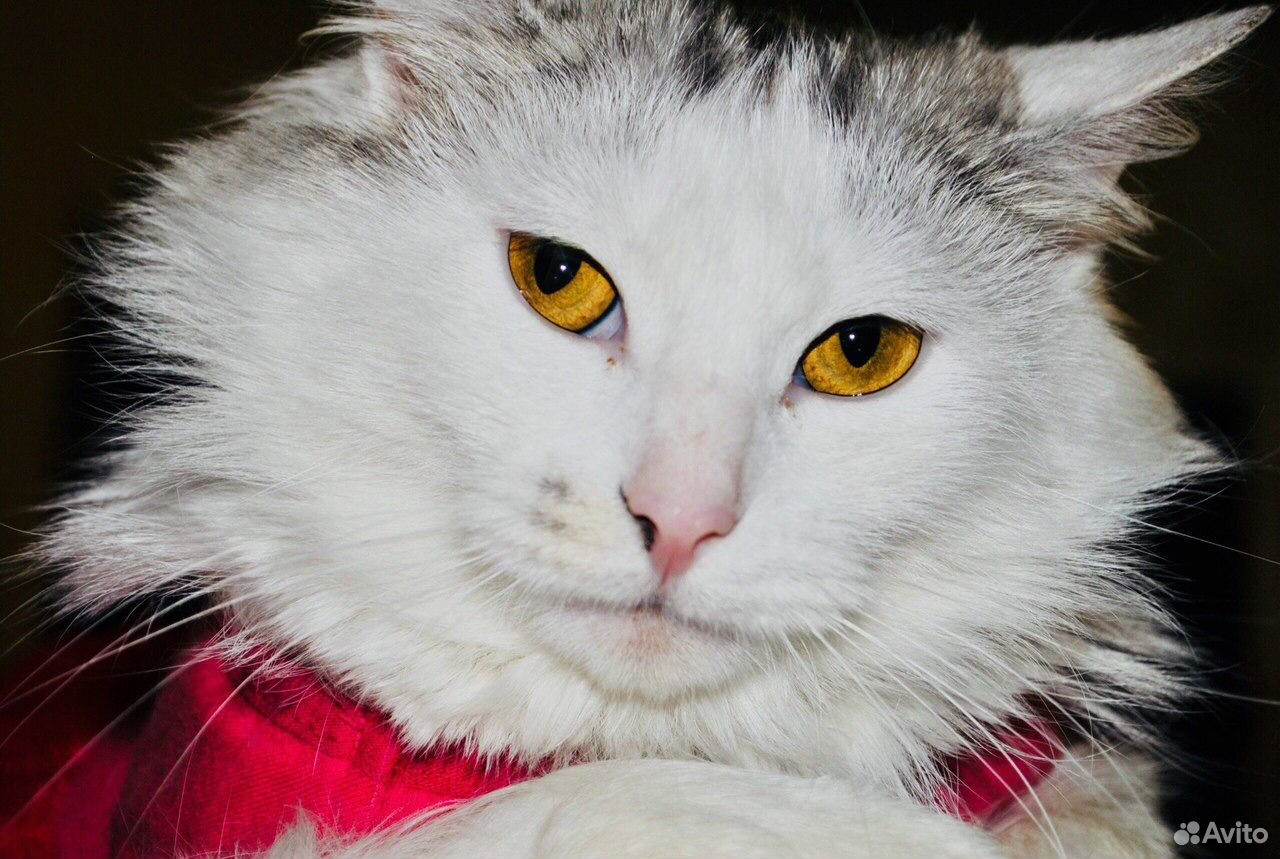 Пушистую красавицу в дар