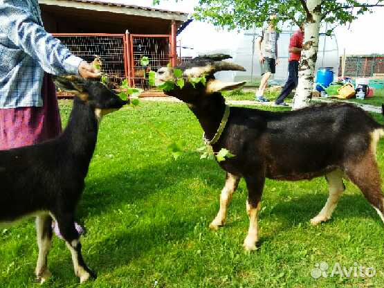Козлята альпийские