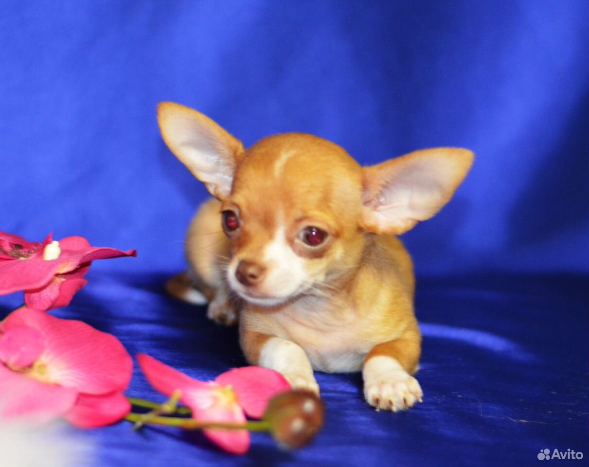 Мальчик чихуахуа рыженький