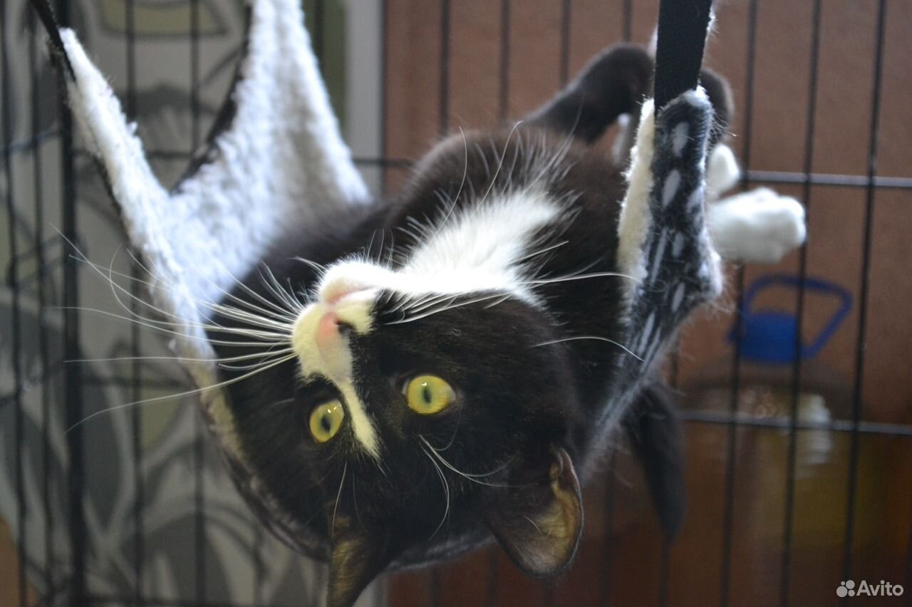 Котенок Хэппи 6 мес