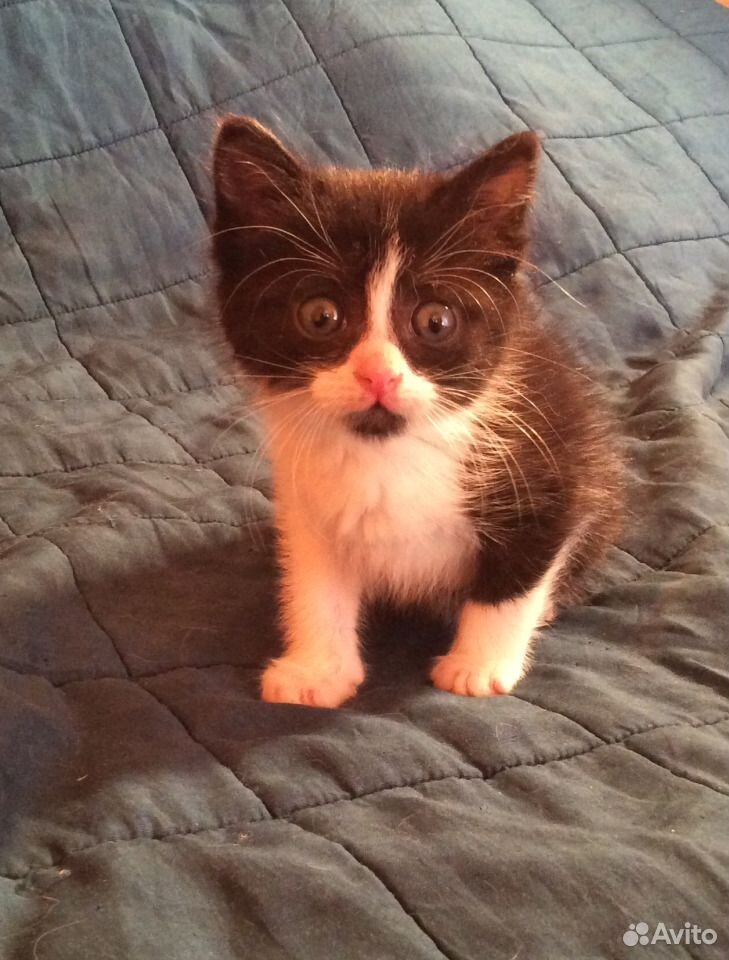 Нафаня ищет дом