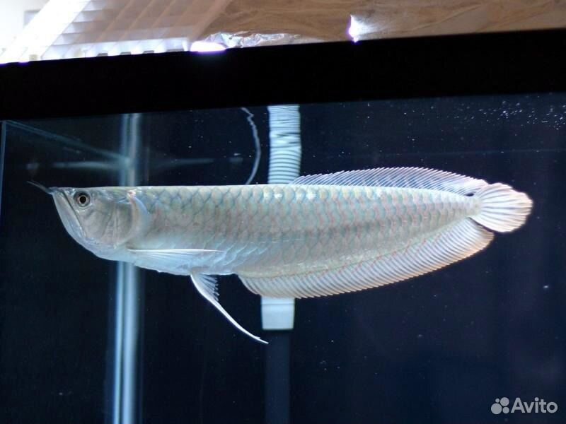 Аквариумные рыбки