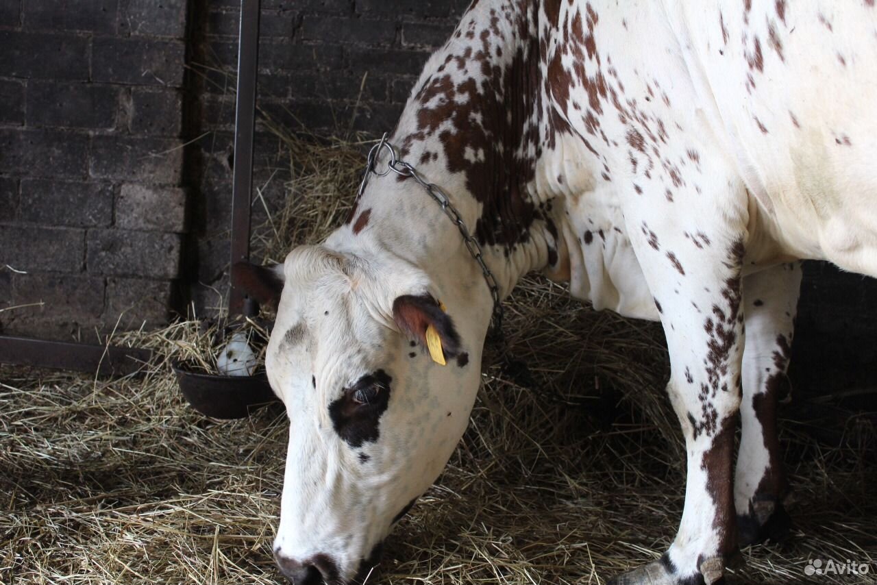 Корова айрширская