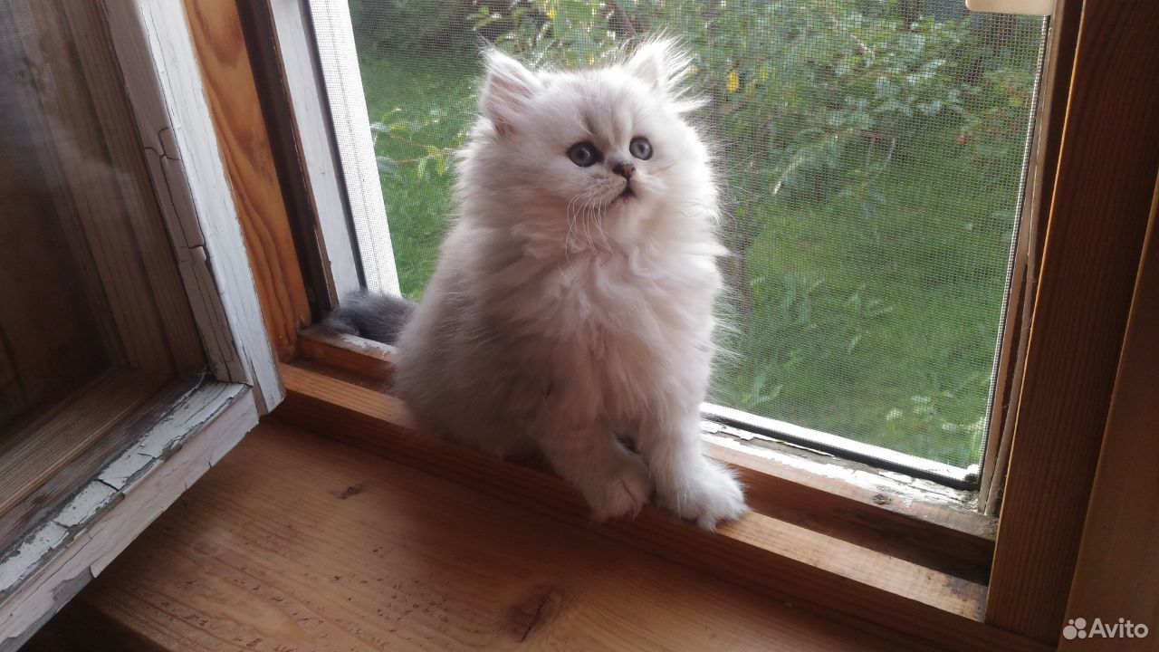 Персидские котята