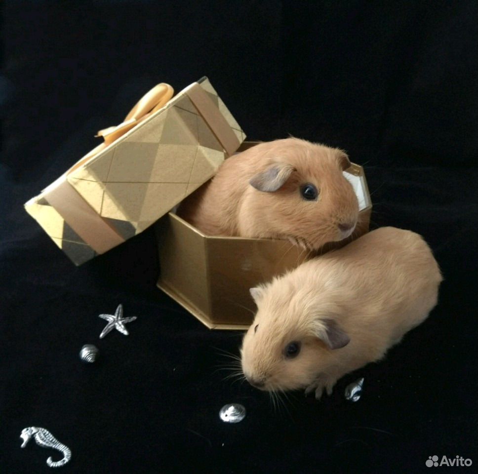 Морские свинки девочки