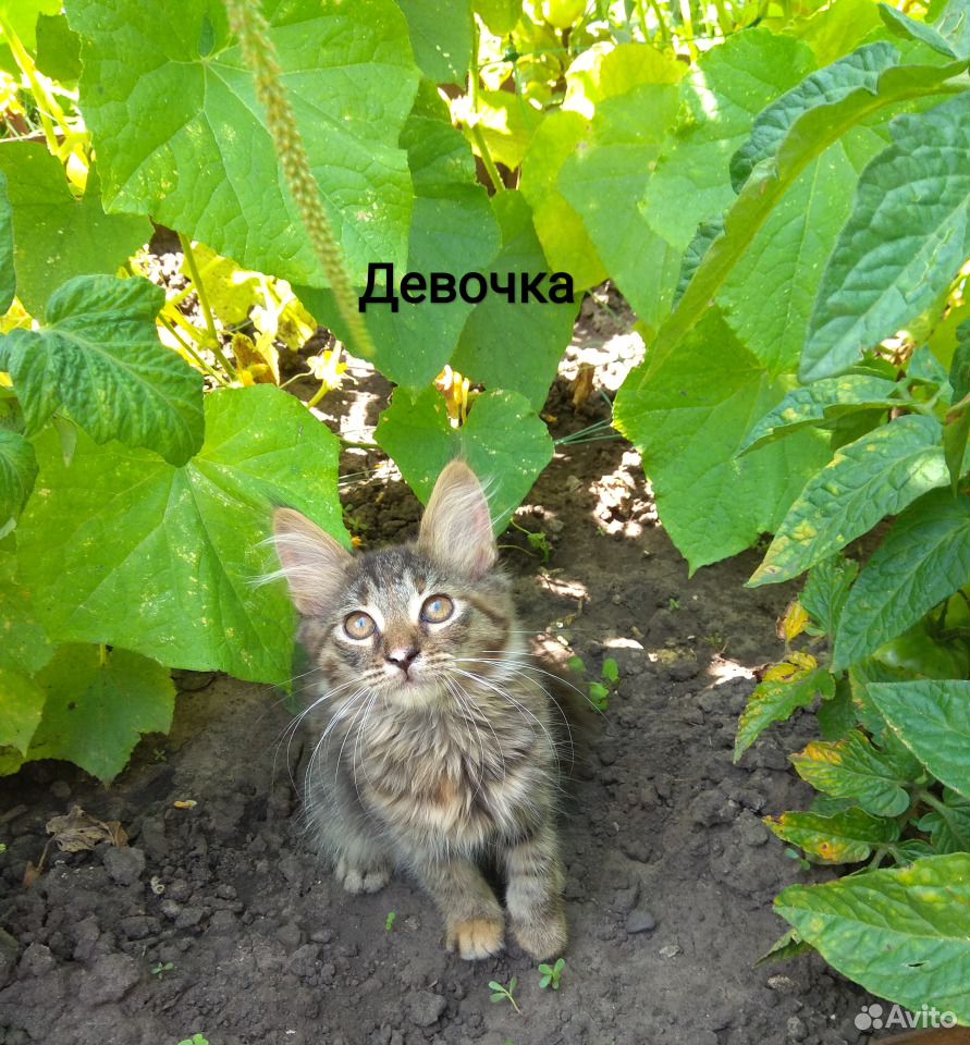 Очаровательные котеночки в добрые ручки