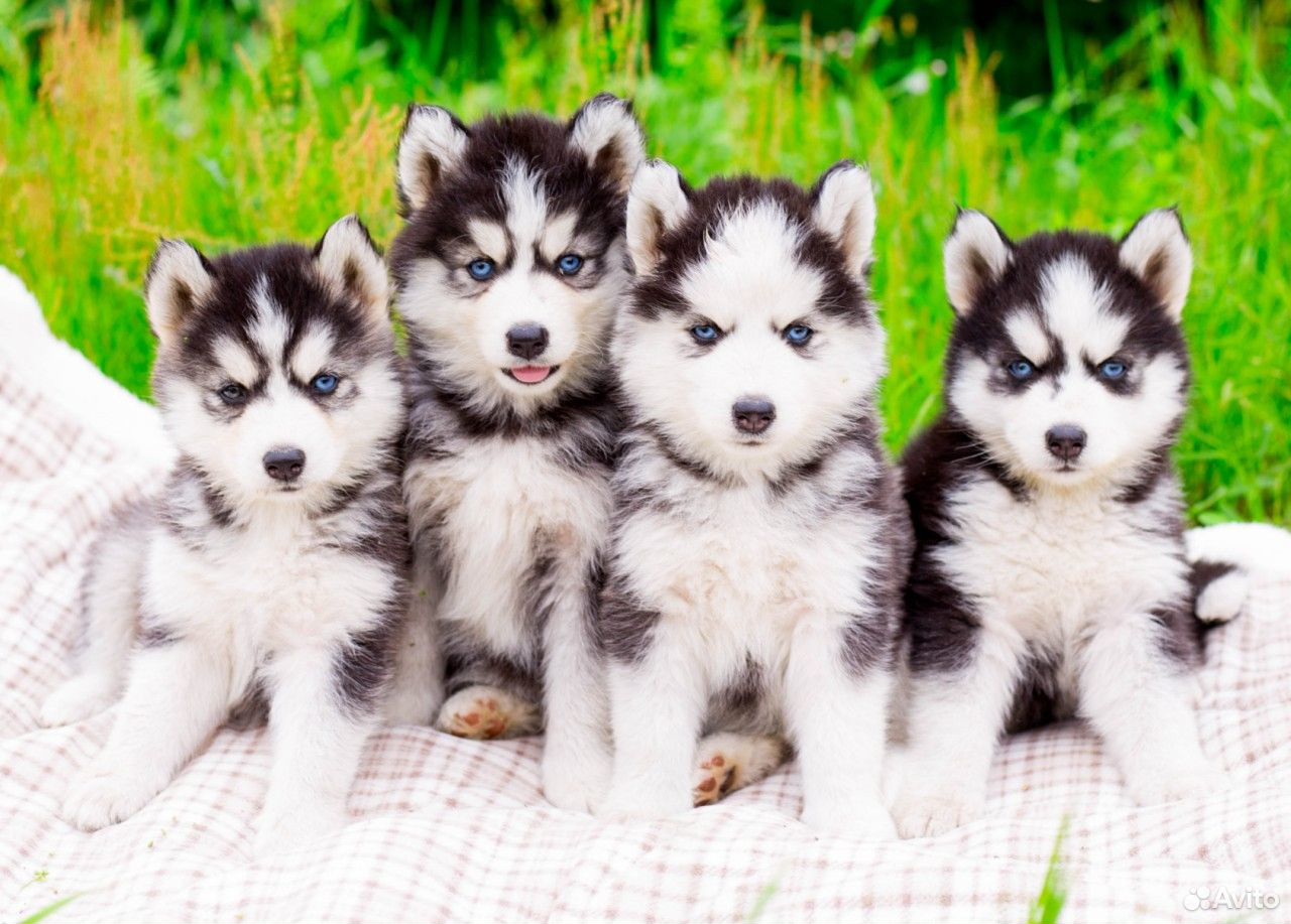 Хаски Пушистые 1.5мес