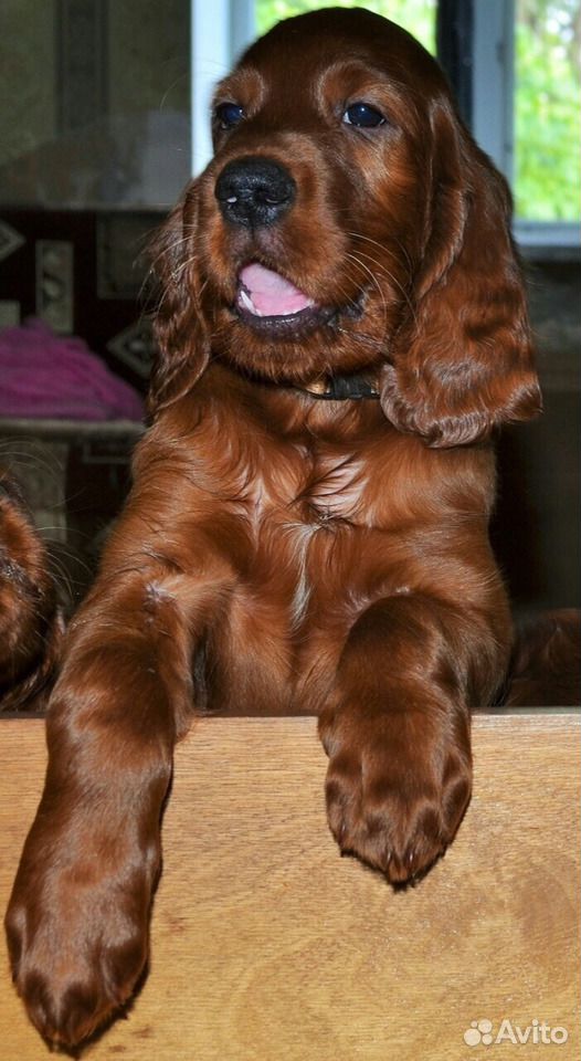 Щенки Ирландского Сеттера Шоу-Класс/Рабочие