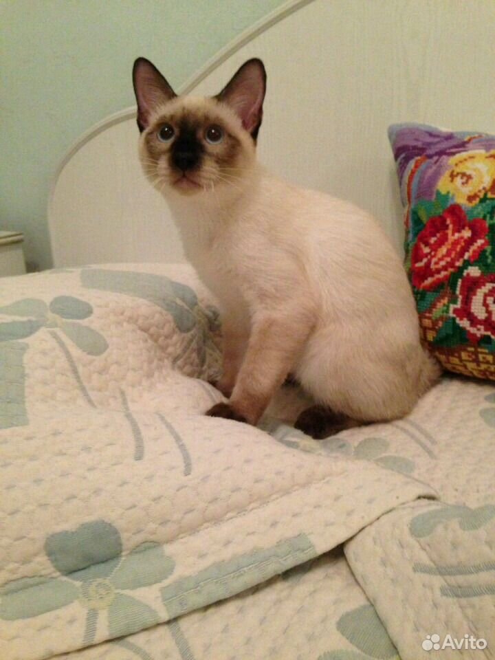 Котик породы меконгский бобтейл