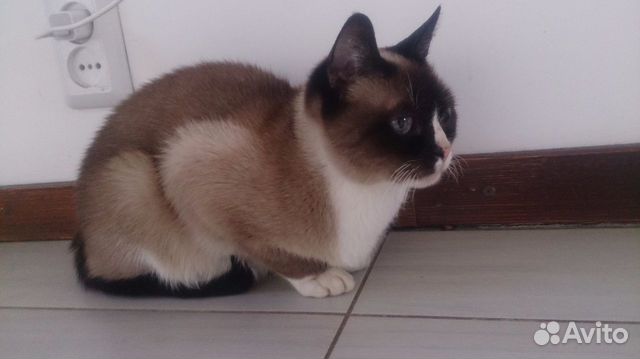 Взрослая тайская кошка в хорошие руки