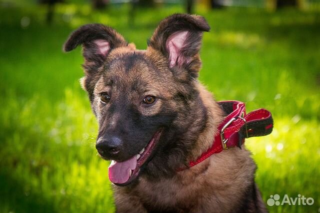 Жизнерадостная Мишель в добрые руки
