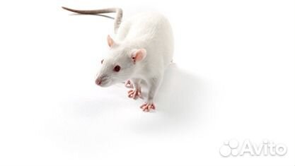 Крысы линии Wistar любящие руки