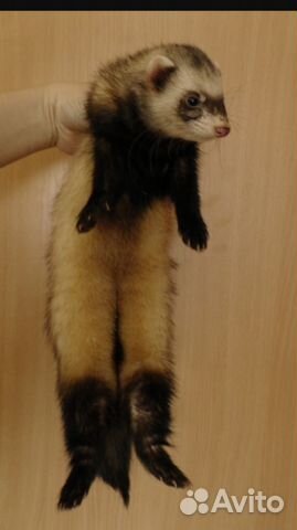 Отдам хорька в добрые руки