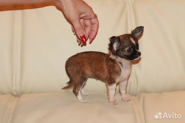 Породные чишки