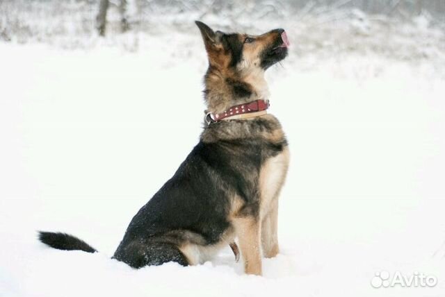Метис овчарки - Герда, в дар