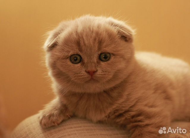 Шикарный котик Алекс лилового окраса