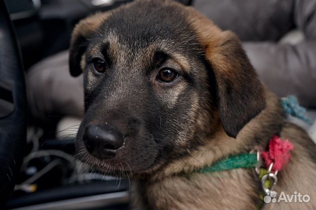 Модная девчонка Линдa - щенок в добрые руки