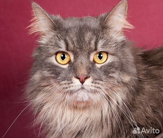 Кот Ричард в добрые руки