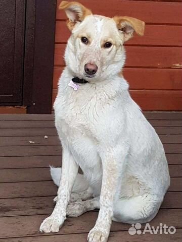 Симона - щенок метис лабрадора в добрые руки