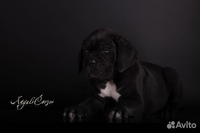 Кане корсо - великолепный выбор