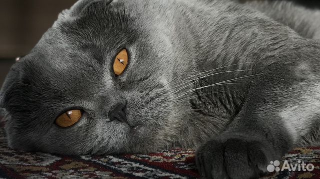 Шикарный самец ищет кошечку