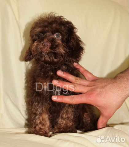 Замечательные малыши Кокапу, мальчик и девочка