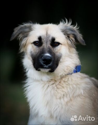 Альма ищет дом