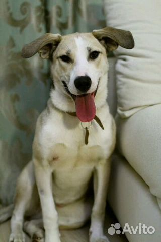 На Радость Альма