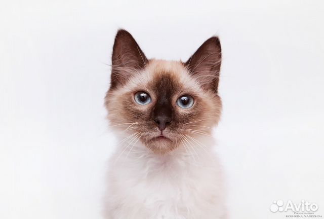 Игривая Фанни, 5 месяцев, Москва