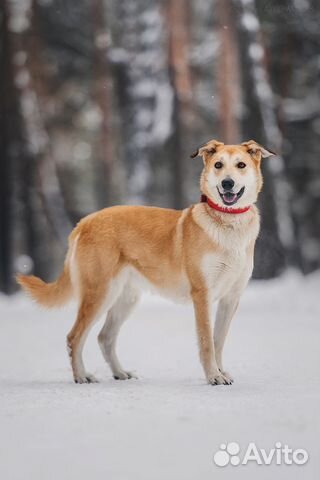 Красивая собака в добрые руки