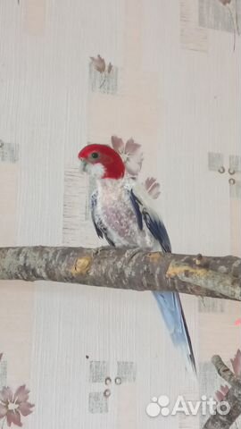 Отдам в добрые, хорошие руки