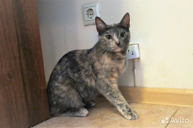 Игривая Леся в дар