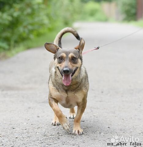 В добрые руки собачку метис таксы