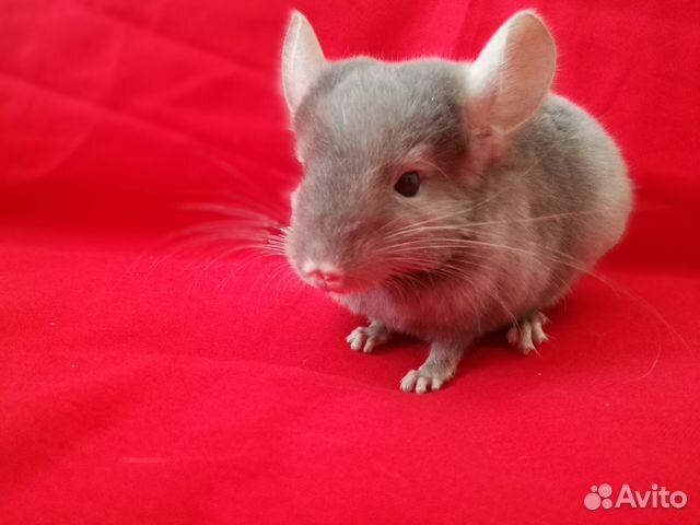 Шиншилла самка