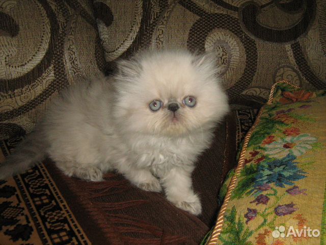 Очаровательные персидские котята