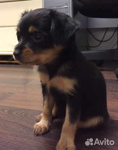 Щеночки Той-терьера