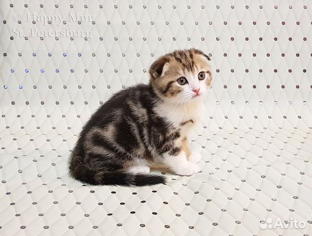Шотландский вислоухий котенок