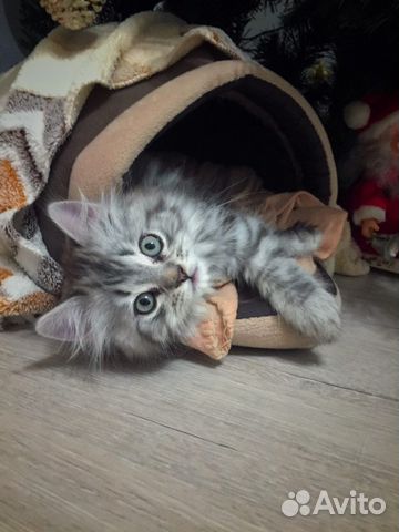 Котенок Британский длинношёрстый