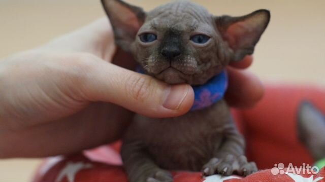 Самые обаятельные и привлекательные)