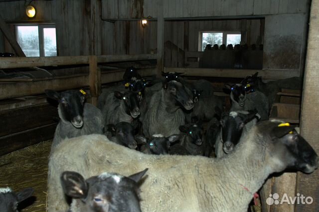 Ягнята и овцы Романовские