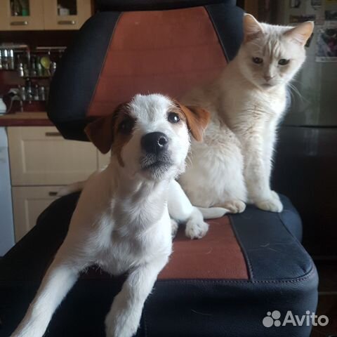 Джек рассел терьер, лучшая девочка