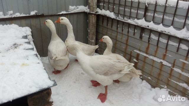 Гусиная семья