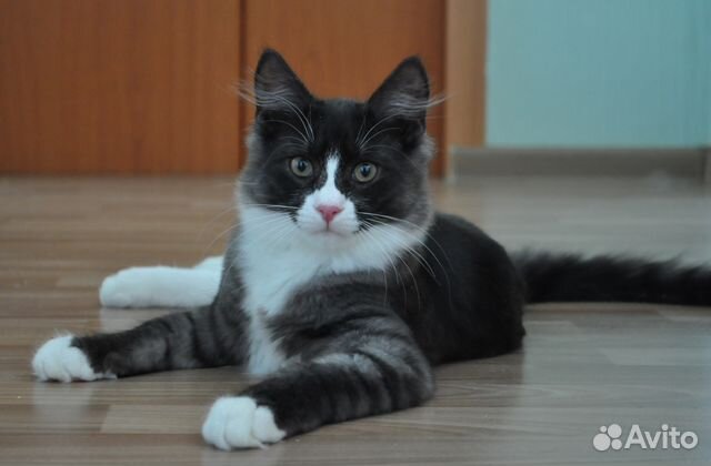 Серебряные сокровища