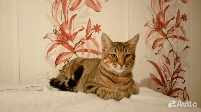 Котёнок Ванечка ищет родителей-укотовителей