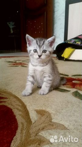 Шотландец Кузя 9мес.Ветпаспорт,все прививки,кастр