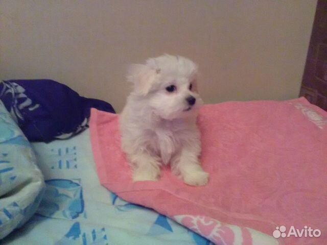 Мальтезе щенок мальчик